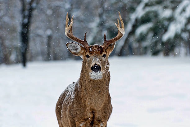 Hunting in the Adirondack Mountains of Upstate New York